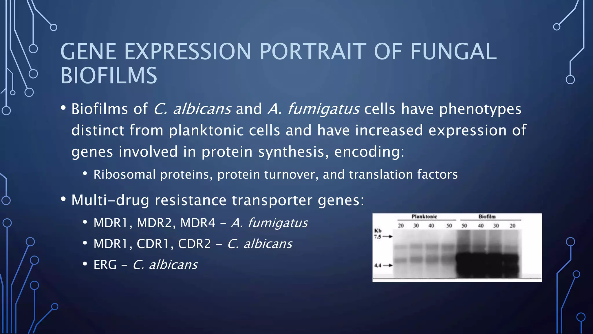 Fungal biofilm | PPTX