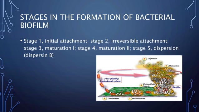 Fungal biofilm | PPTX