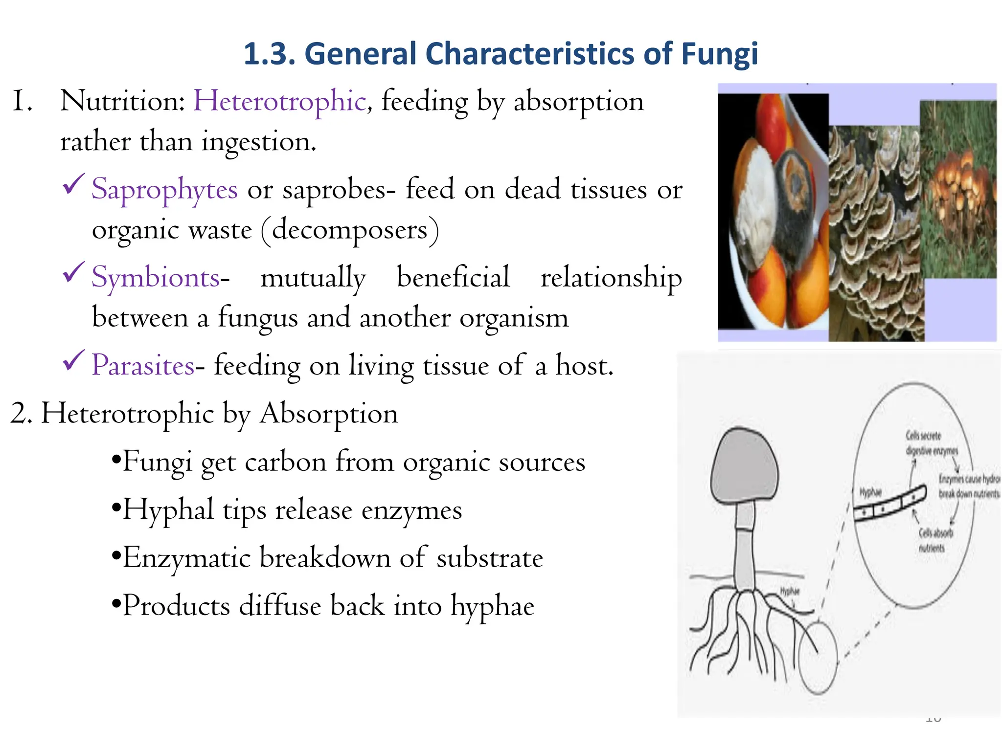 Fungal Biotechnology Chapt The course material for fungal bitotechnolog ...