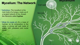 Fungal Cell and Its Characteristic presentation 1.pptx