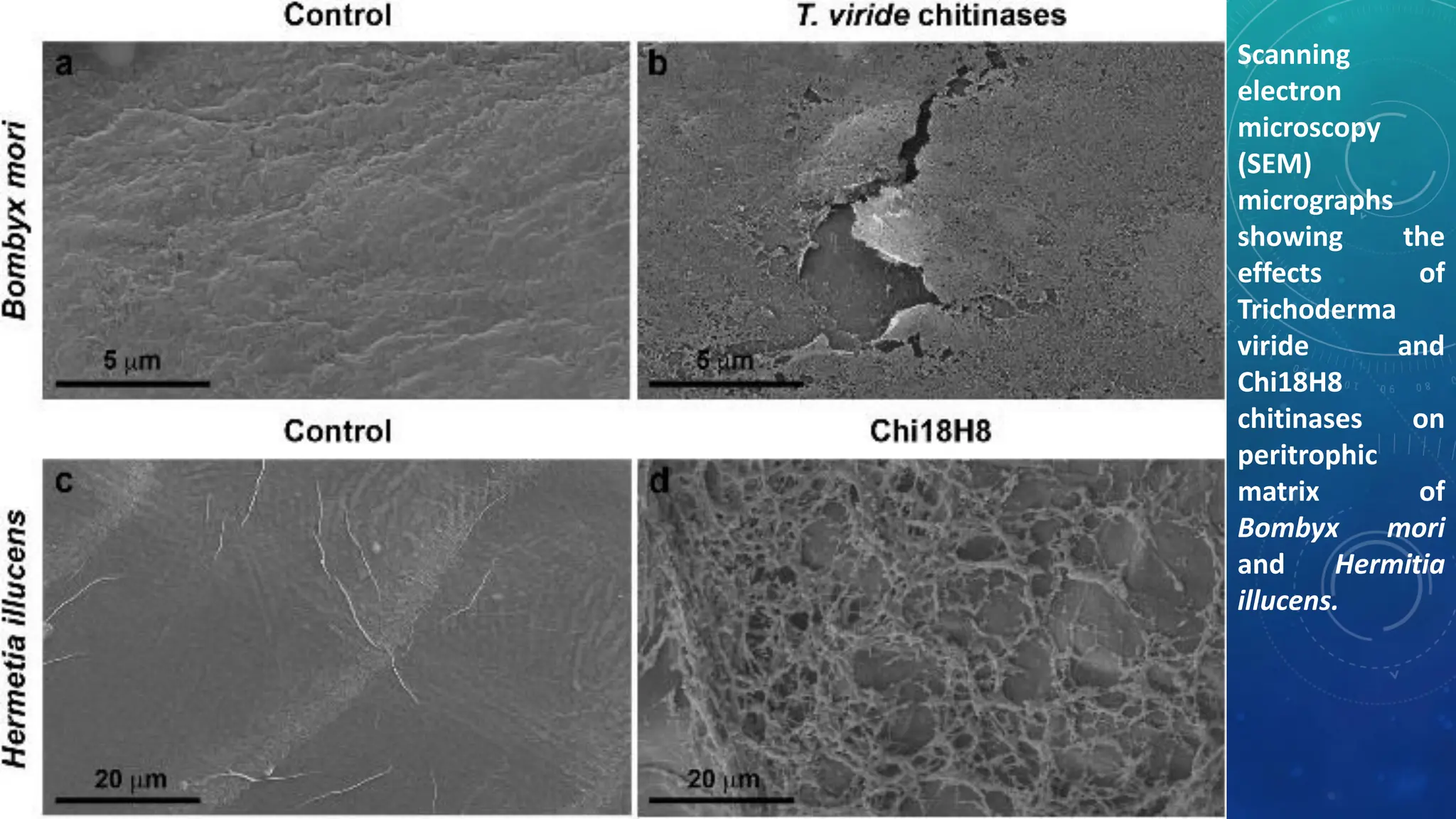 Fungal Chitinases from Trichoderma species: A Solution of Integrated ...