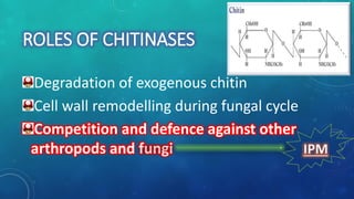 Fungal Chitinases from Trichoderma species: A Solution of Integrated ...