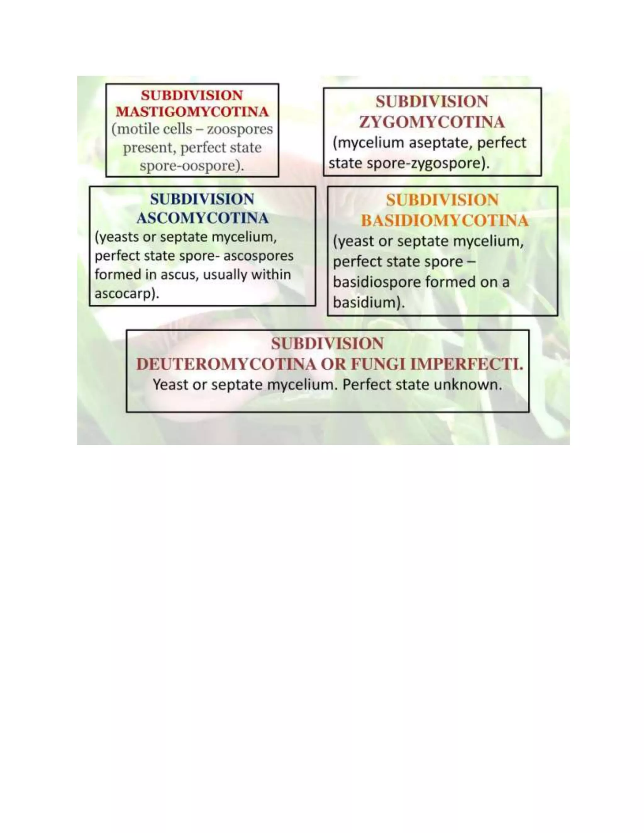 Fungal classification | DOCX