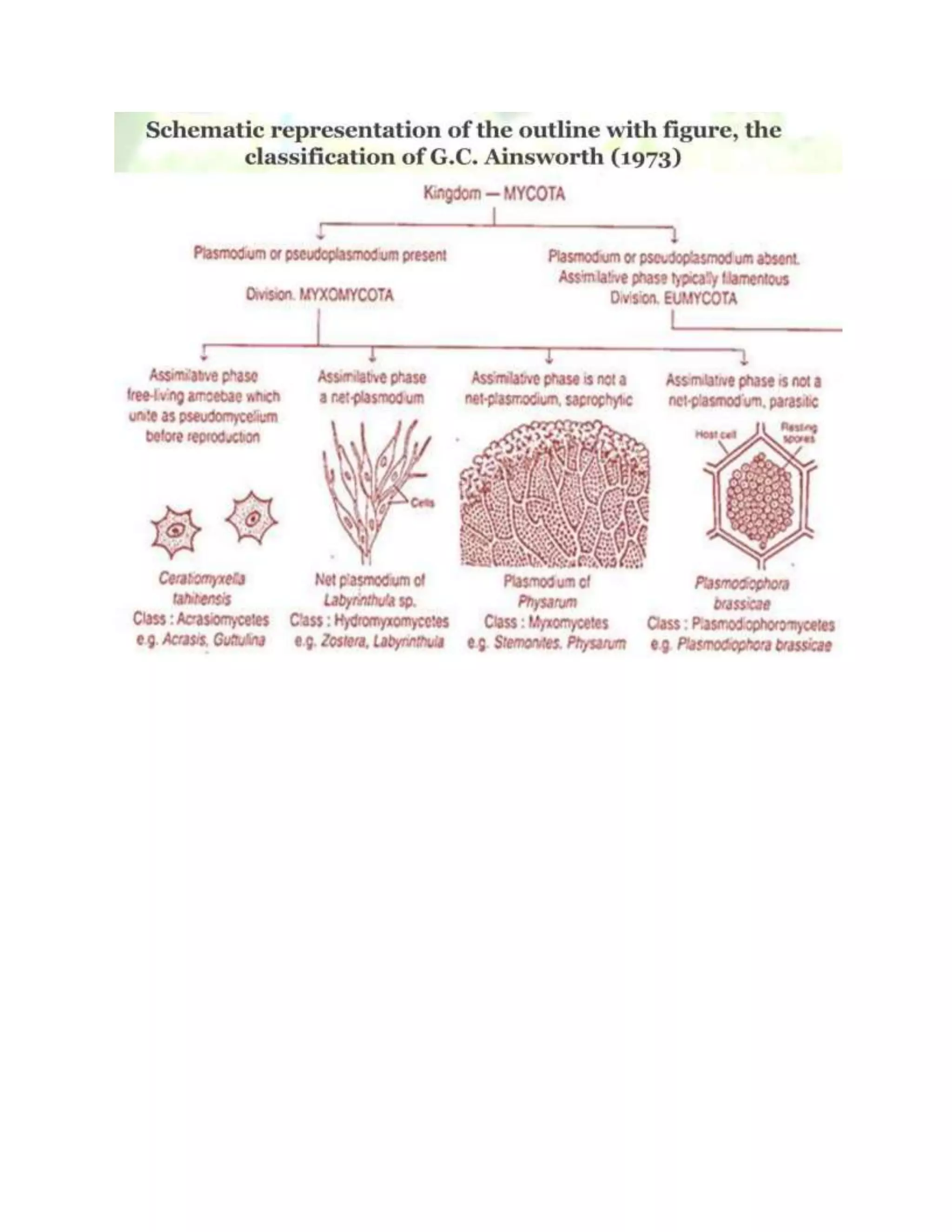 Fungal classification | DOCX