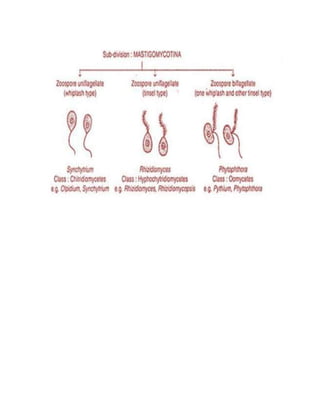 Fungal classification | DOCX