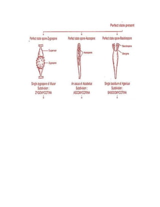 Fungal classification | DOCX