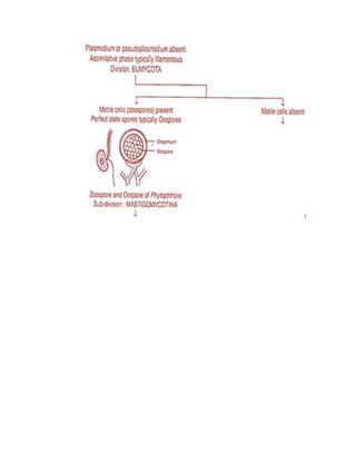 Fungal classification | DOCX