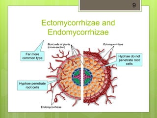 Fungal community | PPT