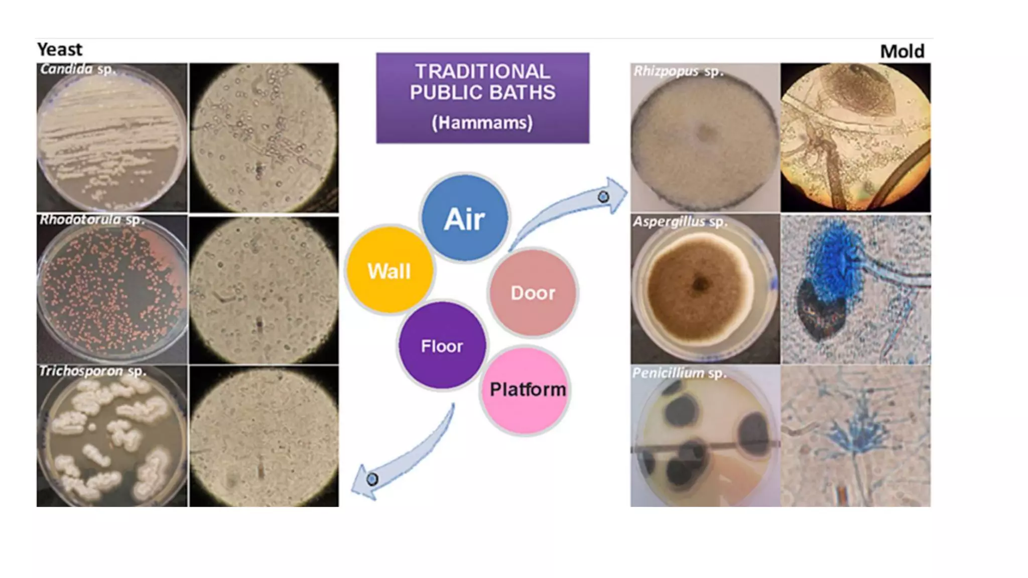 SDA culture media | PPTX