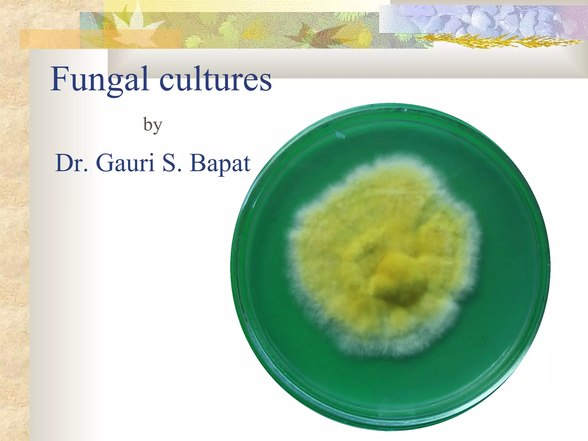 Fungal cultures | PPT