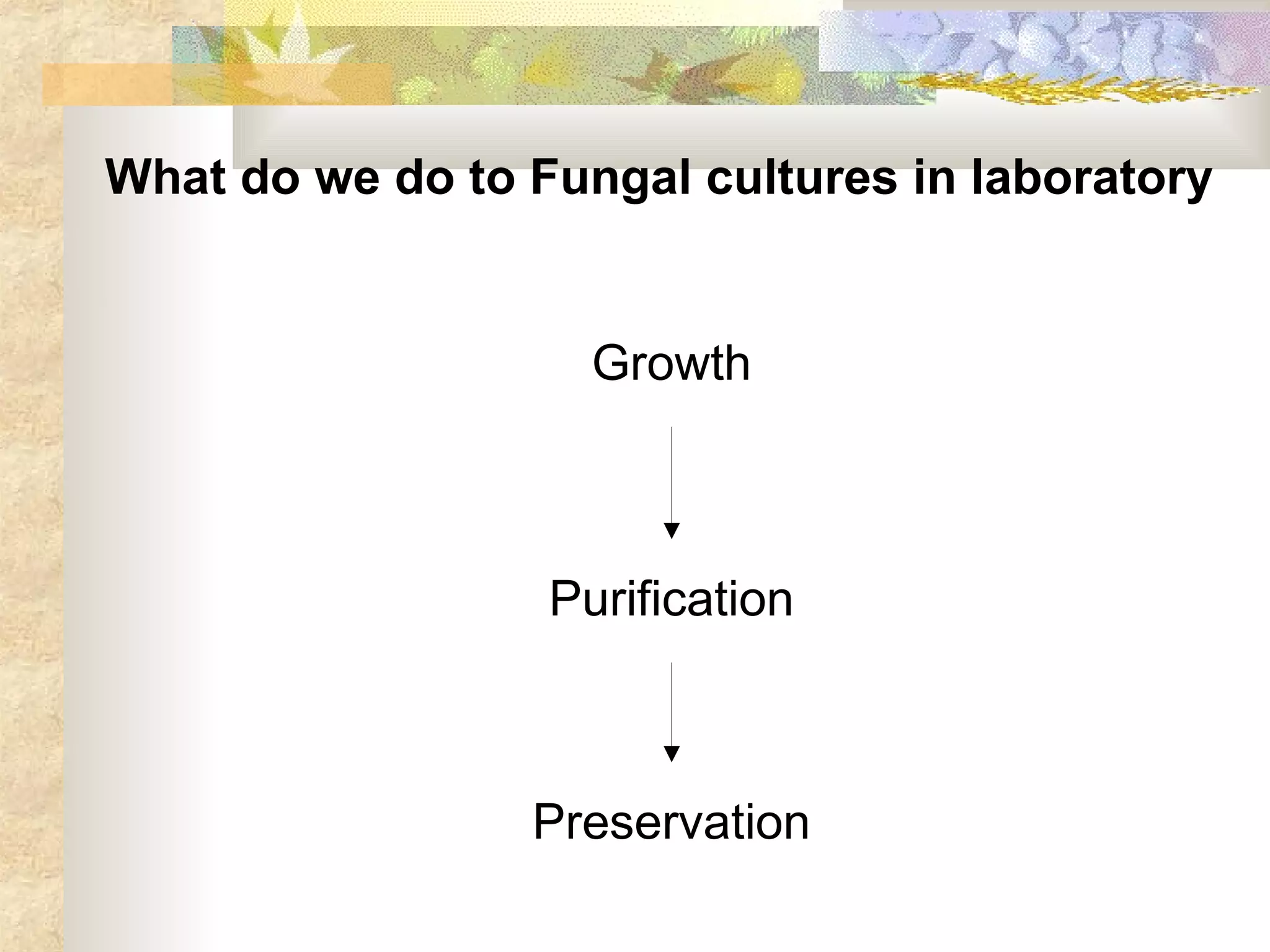 Fungal cultures | PPT