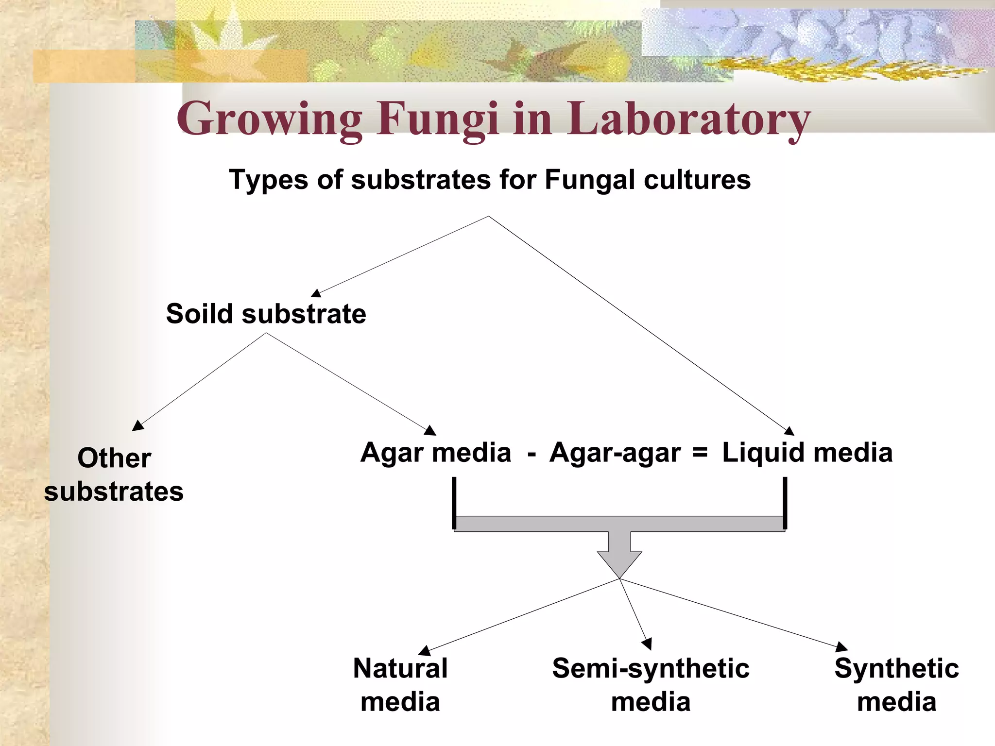Fungal cultures | PPT