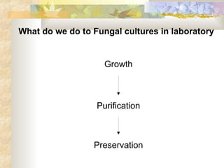 Fungal cultures | PPT