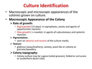 Fungal diagnosis | PPTX