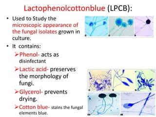 Fungal diagnosis | PPTX