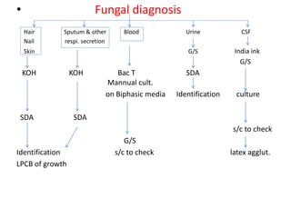 Fungal diagnosis | PPTX