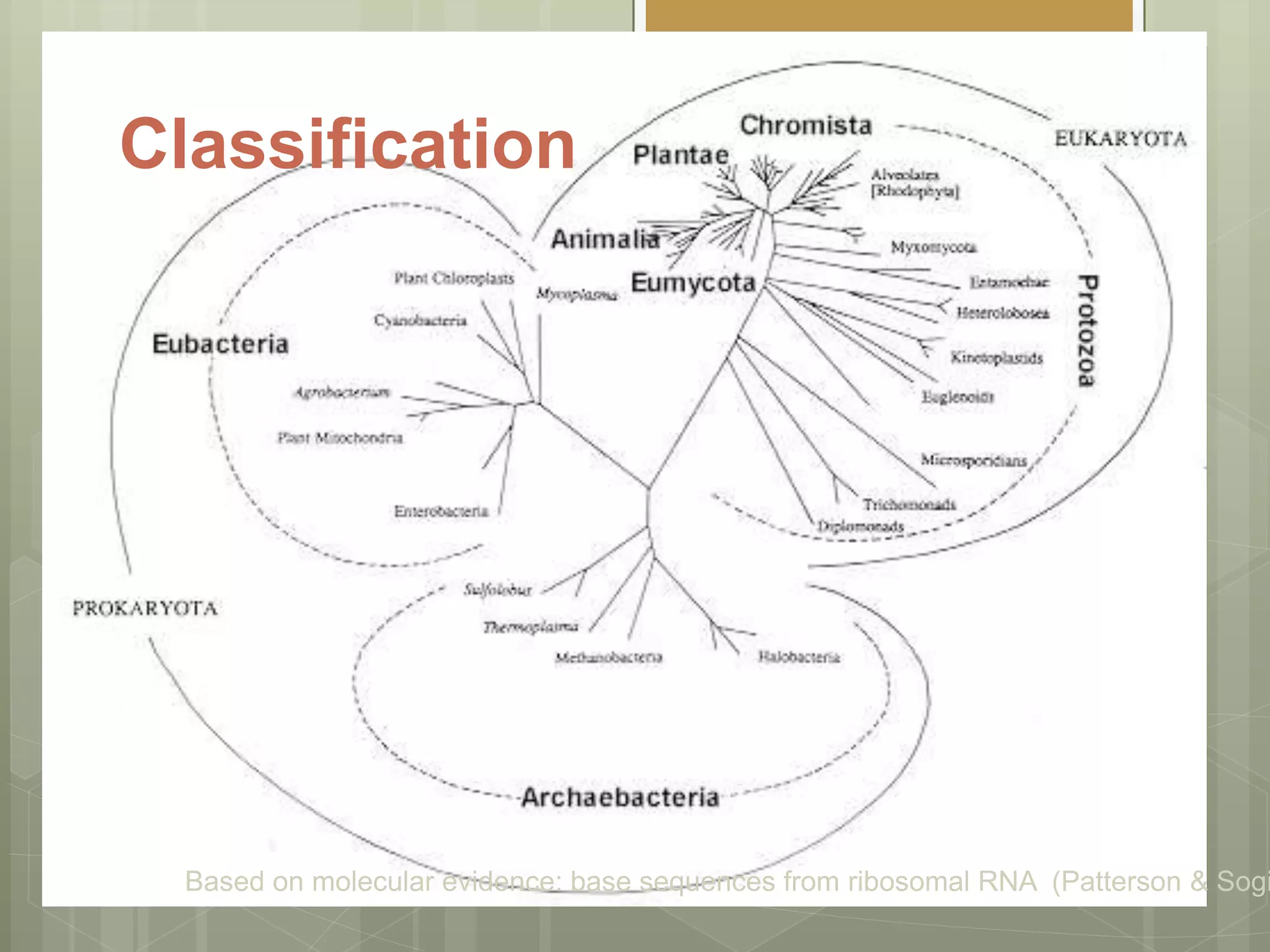 fungal diagnosis.pptx