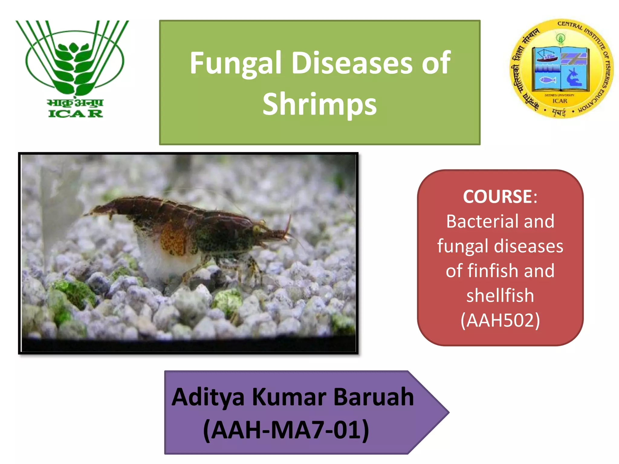 Fungal diseases of shrimp | PPTX