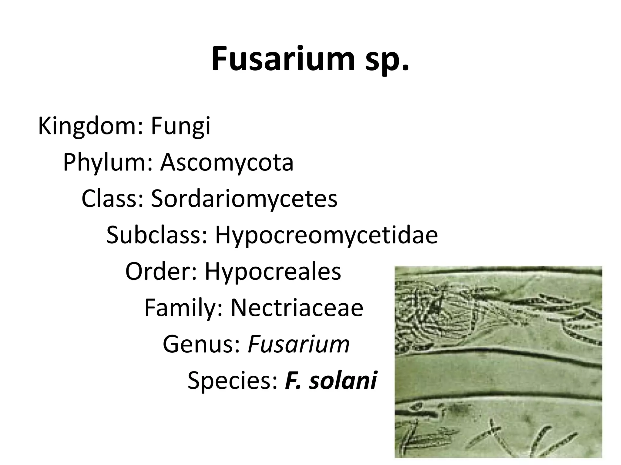 Fungal diseases of shrimp | PPTX