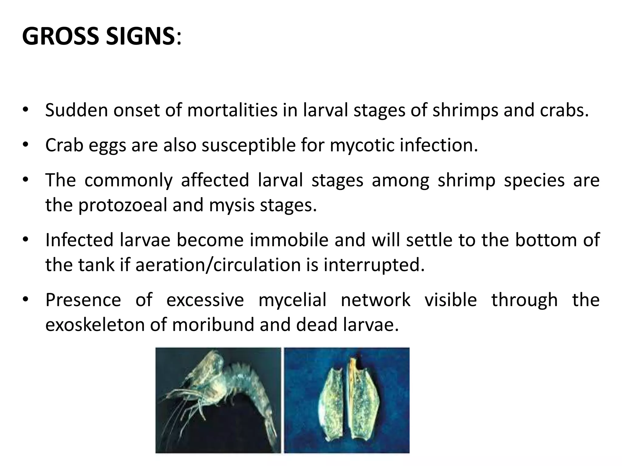 Fungal diseases of shrimp | PPTX
