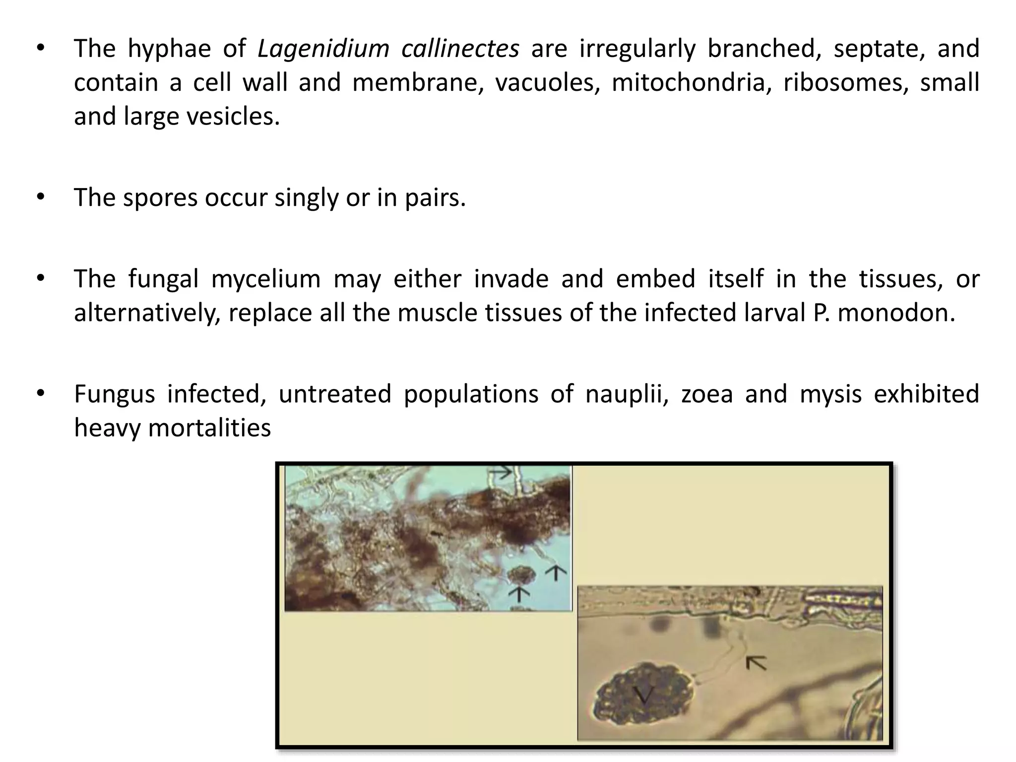 Fungal diseases of shrimp | PPTX
