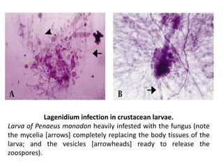 Fungal diseases of shrimp | PPTX