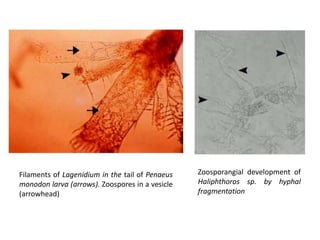 Fungal diseases of shrimp | PPTX