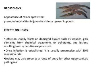 Fungal diseases of shrimp | PPTX