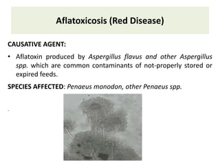 Fungal diseases of shrimp | PPTX