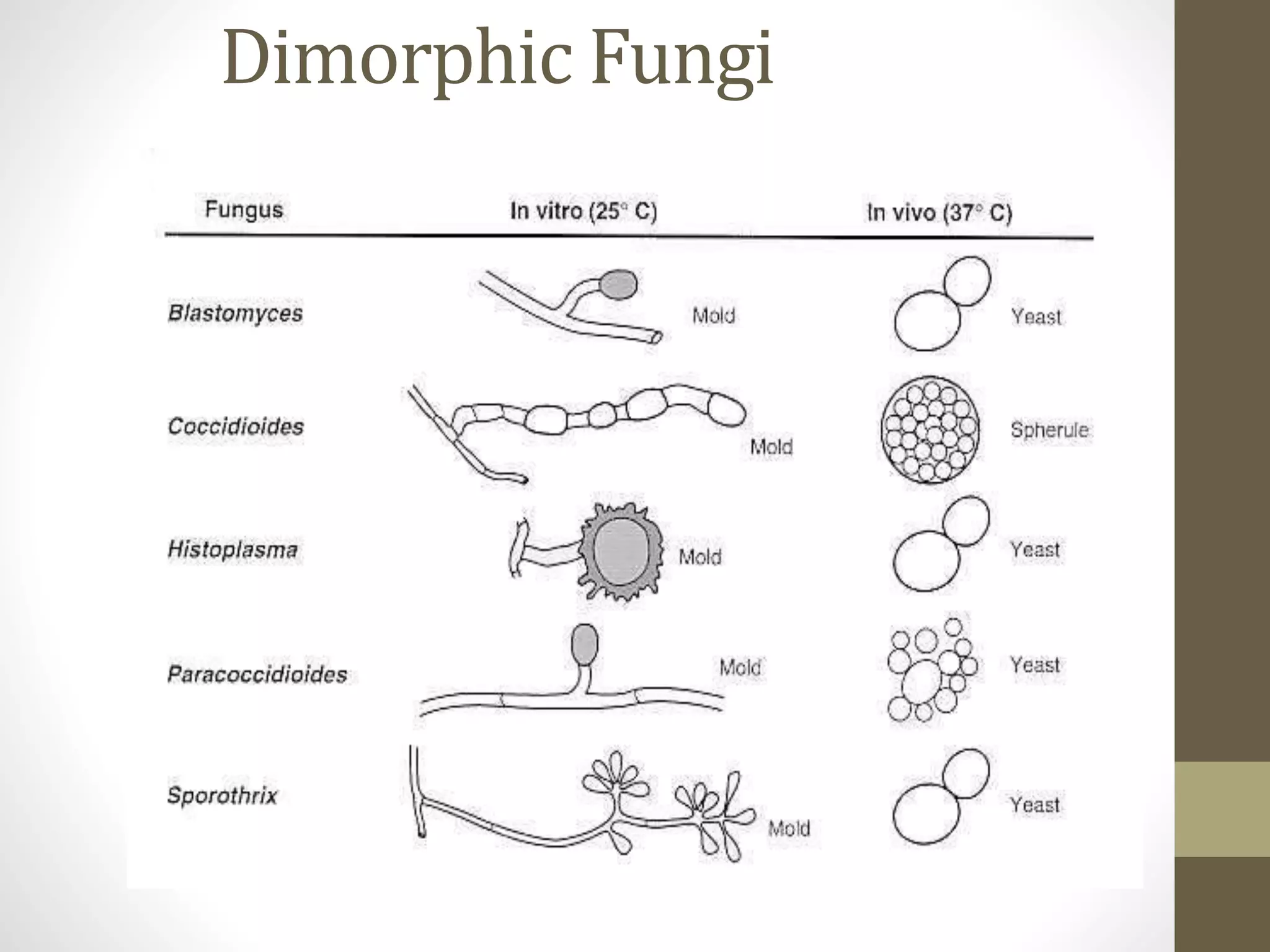 fungal disease of medical importance.pptx