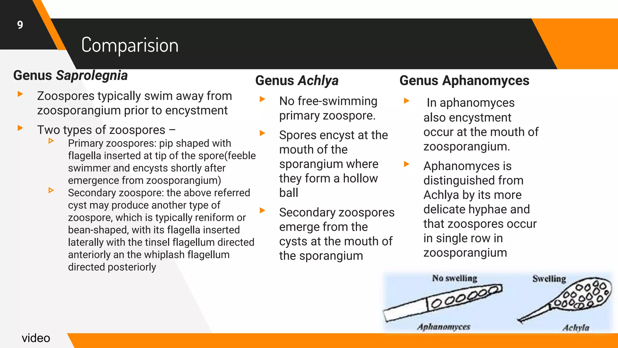 Fungal diseases of fish and shell fish | PPTX