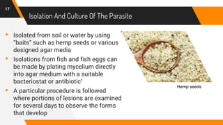 Fungal diseases of fish and shell fish | PPTX