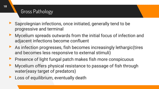 Fungal diseases of fish and shell fish | PPTX