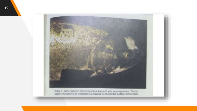 Fungal diseases of fish and shell fish | PPTX