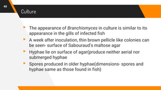 Fungal diseases of fish and shell fish | PPTX
