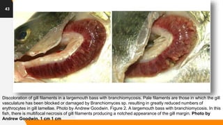 Fungal diseases of fish and shell fish | PPTX