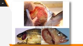 Fungal diseases of fish and shell fish | PPTX