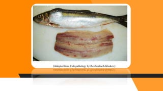 Fungal diseases of fish and shell fish | PPTX