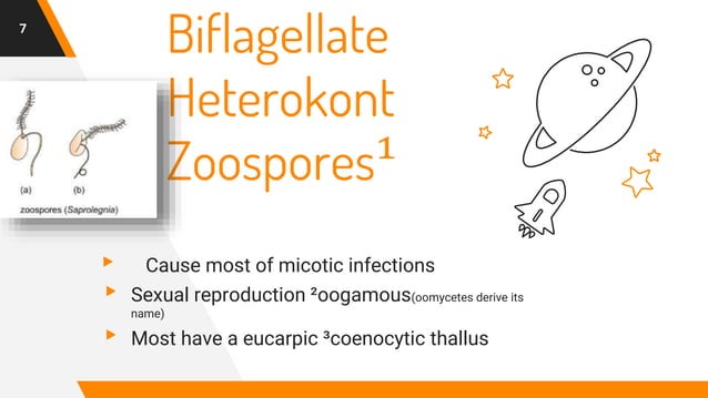Fungal diseases of fish and shell fish | PPTX