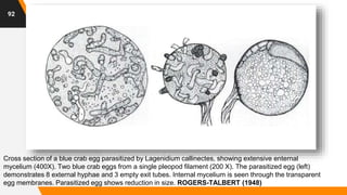Fungal diseases of fish and shell fish | PPTX