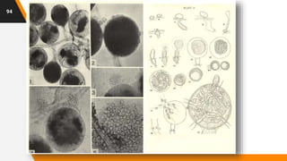 Fungal diseases of fish and shell fish | PPTX
