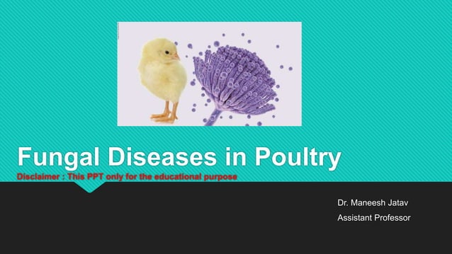 Pathology of Fungal Diseases in Poultry.pptx | Lung and Respiratory Health | Diseases and Conditions