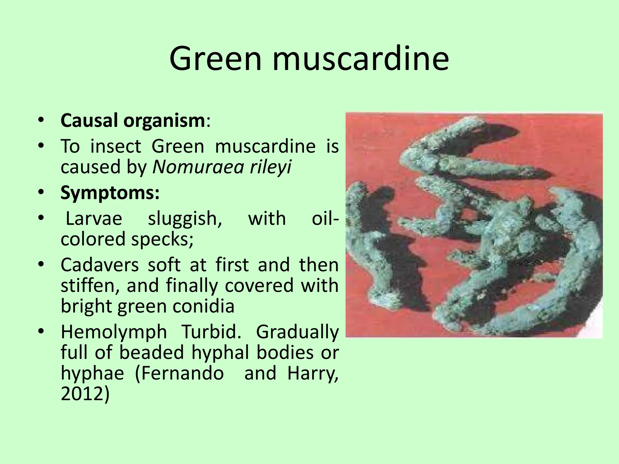 fungal diseases of Silkworm.pptx