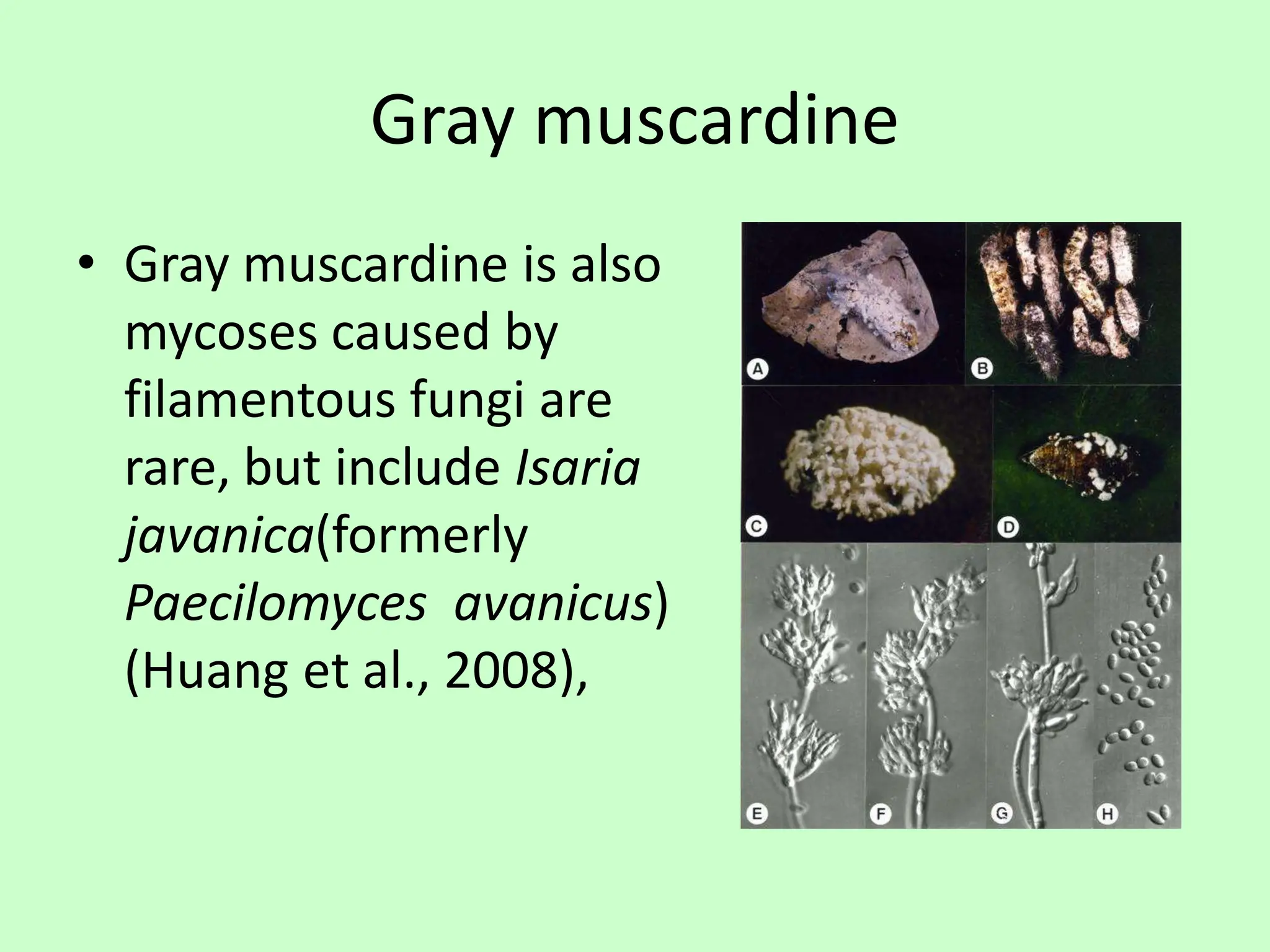 fungal diseases of Silkworm.pptx