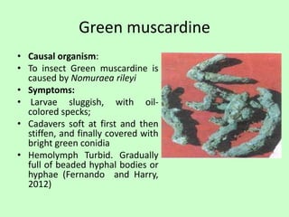 fungal diseases of Silkworm.pptx