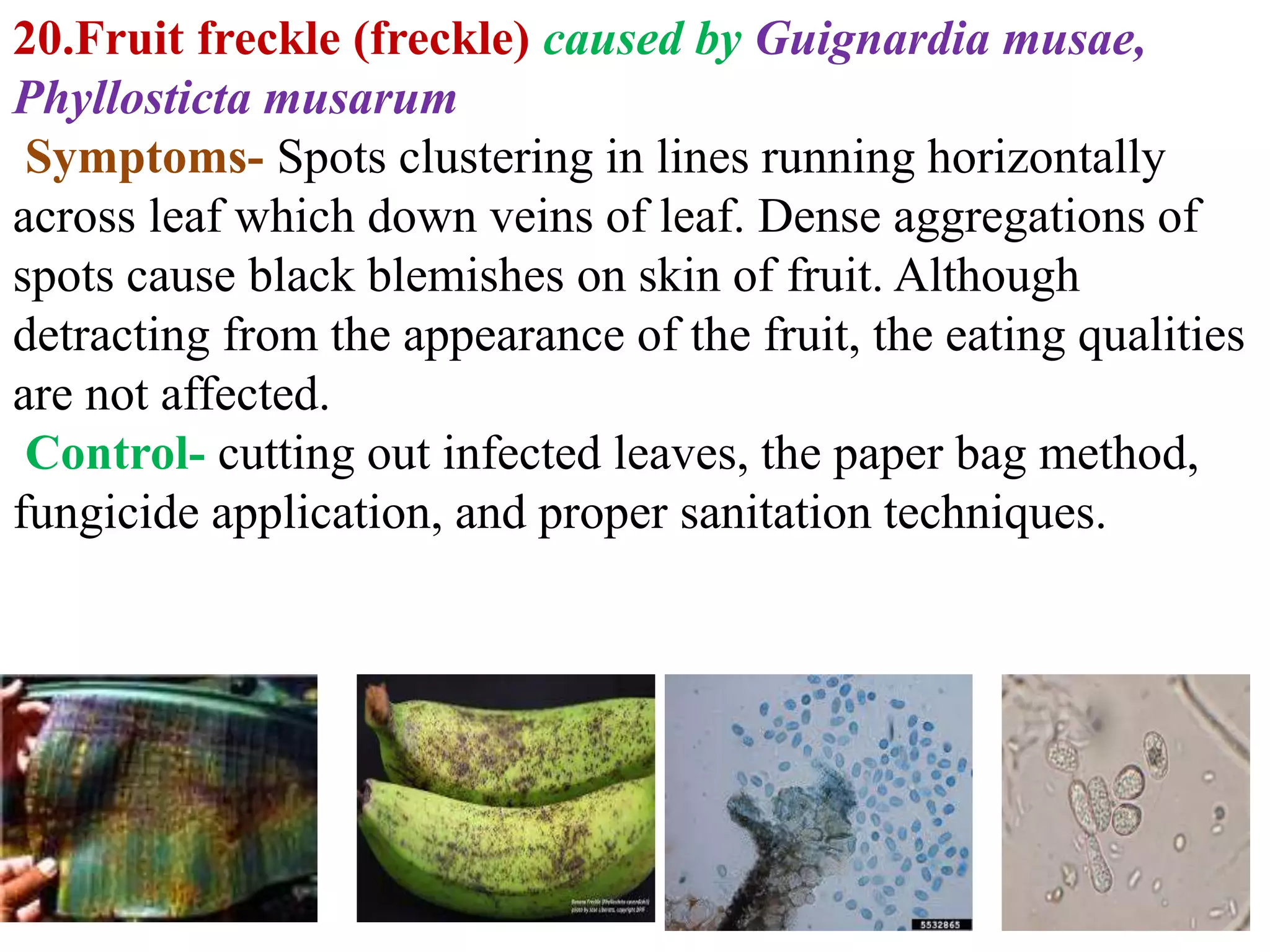 Fungal diseases of fruit crops banana | PPTX