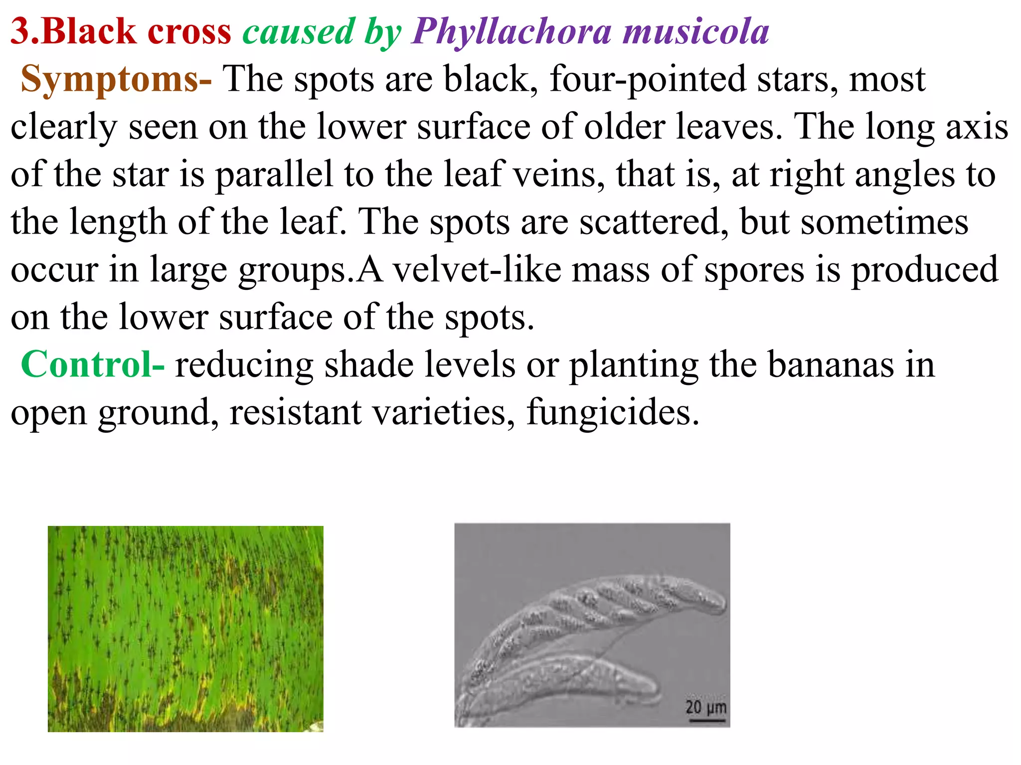 Fungal diseases of fruit crops banana | PPTX
