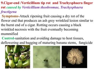 Fungal diseases of fruit crops banana | PPTX