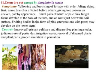 Fungal diseases of fruit crops banana | PPTX