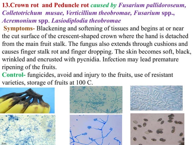 Fungal diseases of fruit crops banana | PPTX | Gardening | Home & Garden